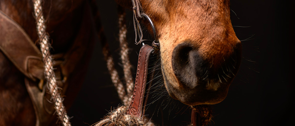 BOSALS & MECATES – Custom Cowboy Shop