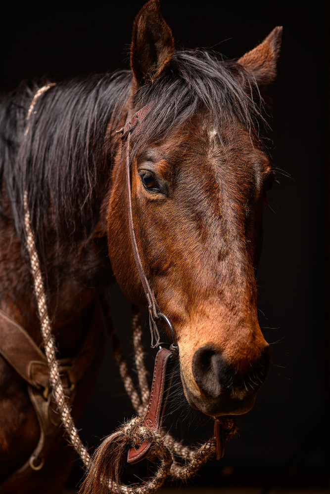 Tack & Equipment – Custom Cowboy Shop